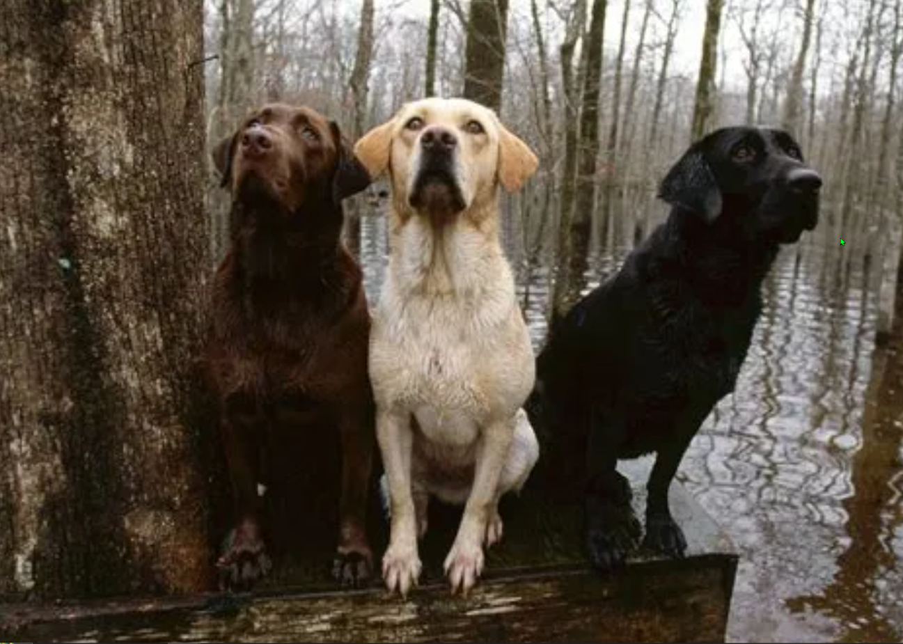 Murrayville Kennels | AKC Labrador Retriever Puppies for Sale | Concord, NH